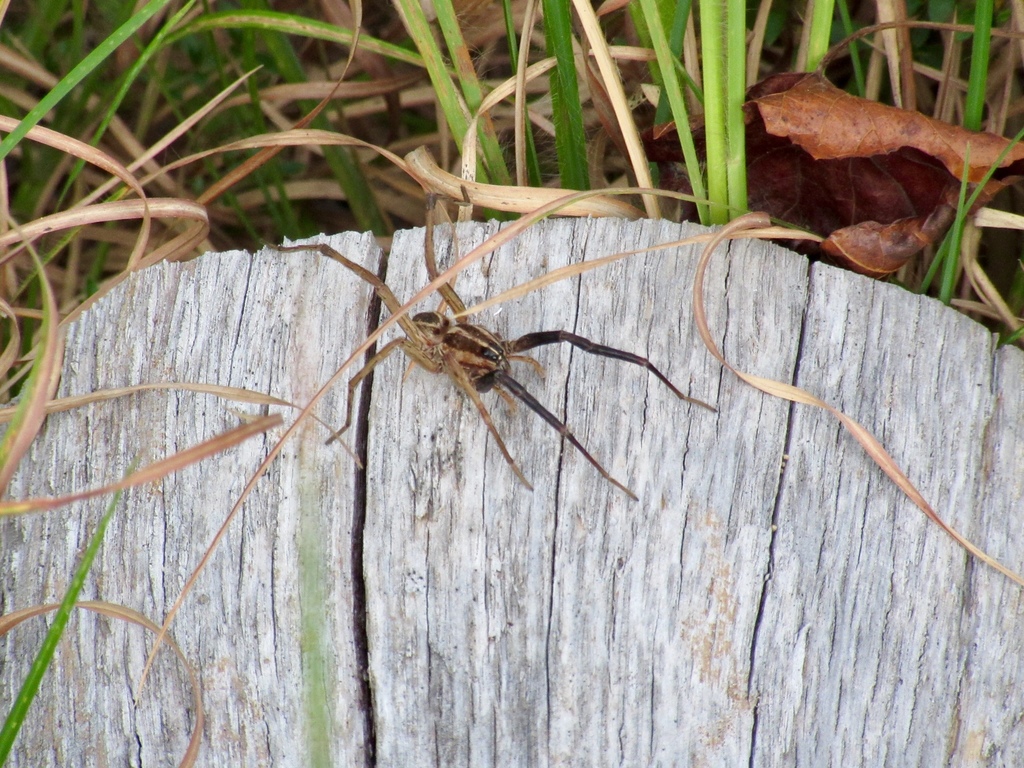 Rabid Wolf Spider from 75103, Canton, TX, US on September 16, 2017 at ...