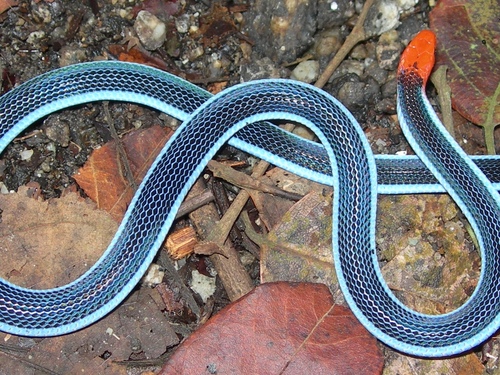 Blue Malaysian Coral Snake (Calliophis bivirgata) · iNaturalist