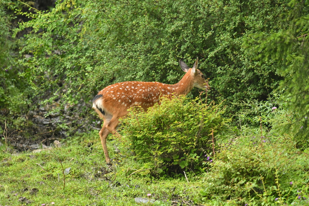Sichuan Sika Deer in August 2020 by HUANG QIN · iNaturalist