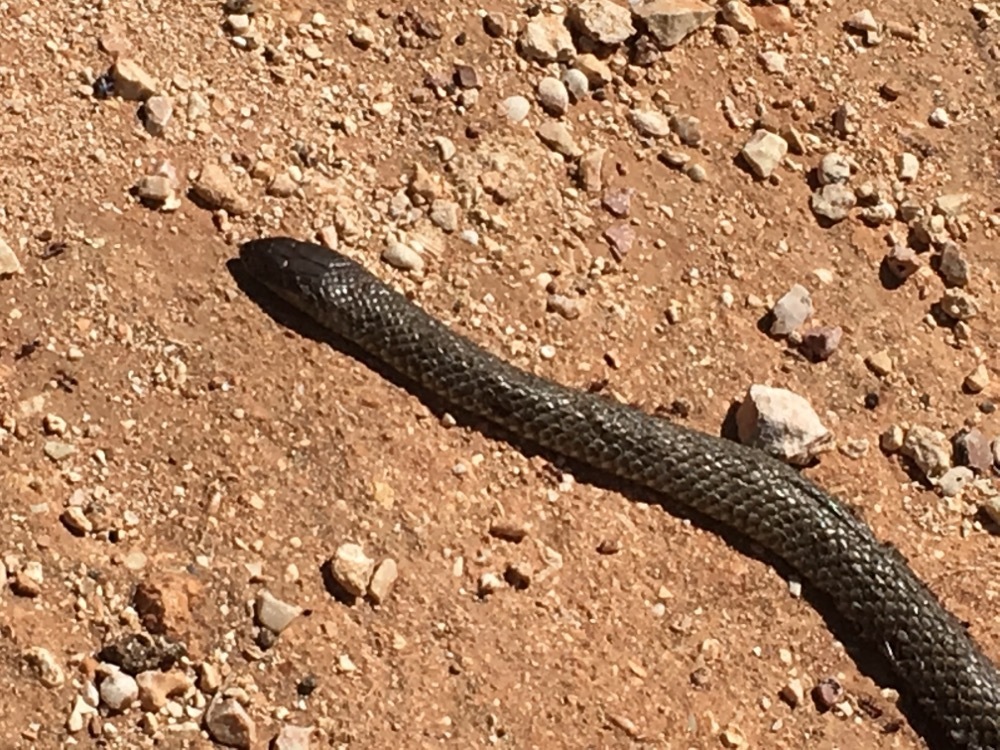 Mulga Snake in September 2017 by johnboy · iNaturalist
