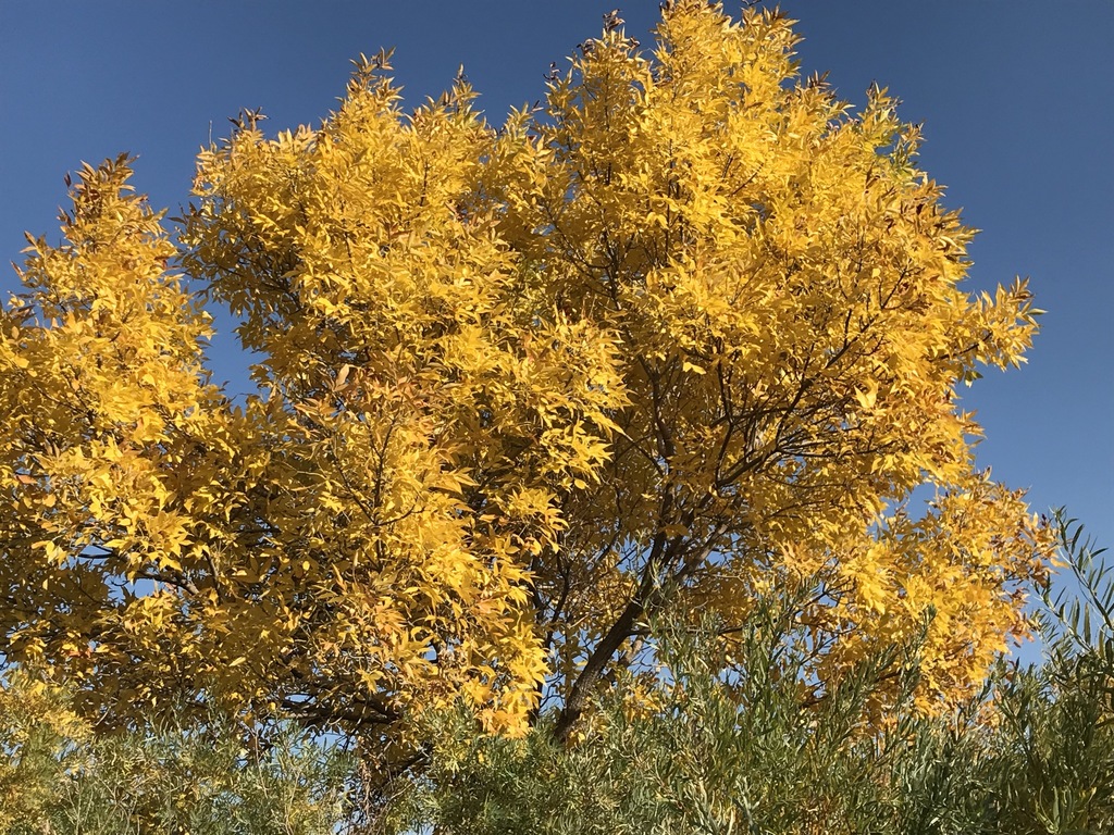 green ash from Centennial, CO, USA on October 6, 2020 at 04:13 PM by ...