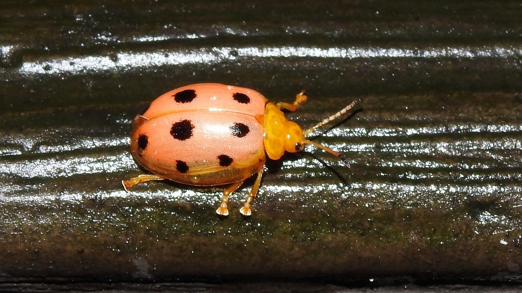 Oides decempunctata from 114台灣台北市內湖區碧山里 on November 21, 2020 at 05:56 ...