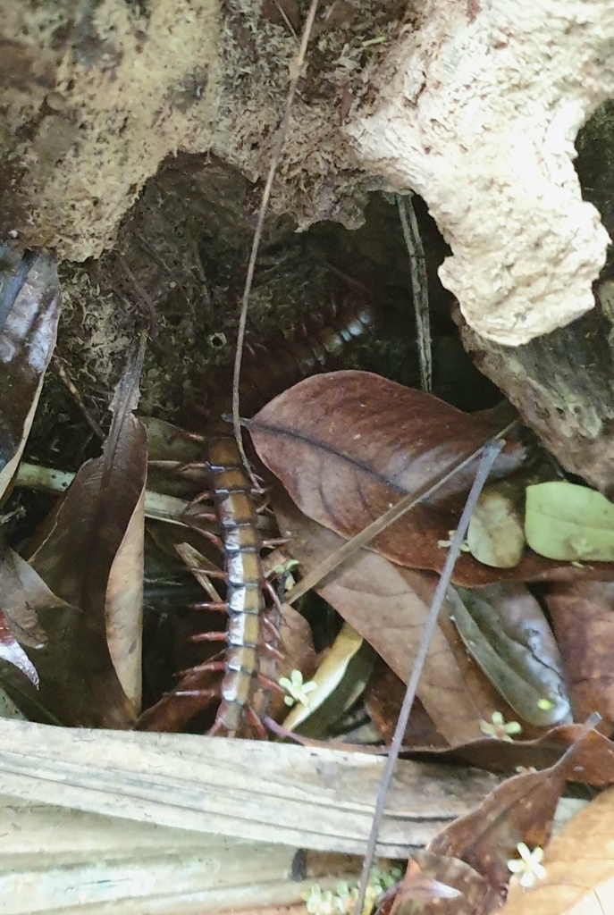 Pacific Giant Centipede from Baie Sainte Anne, Seychelles on November ...