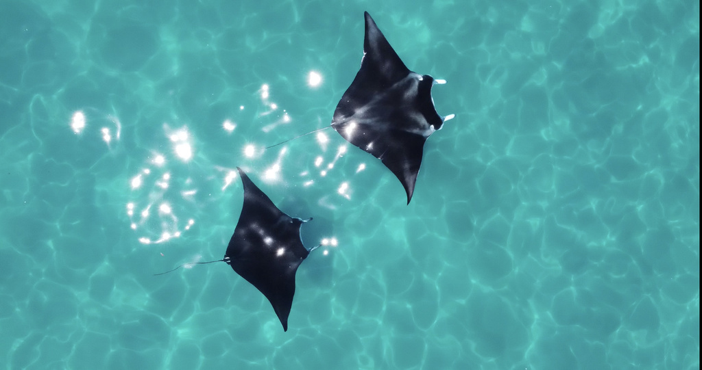 Reef Manta Ray from Coral Sea, Redland, QLD, AU on November 21, 2020 at ...