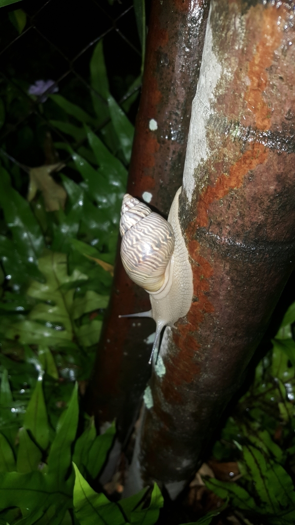 Orthalicus undatus from Victoria Gardens, Petit Valley, Trinidad and ...