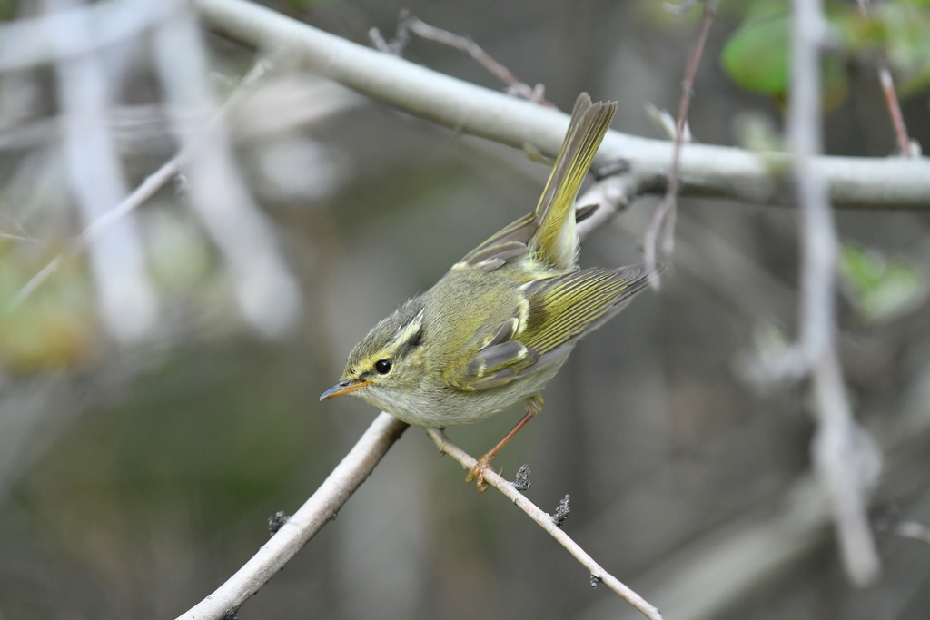 Gansu Leaf Warbler from 中国青海省西宁市大通回族土族自治县 on May 31, 2020 at 06:43 PM by HUANG QIN · iNaturalist