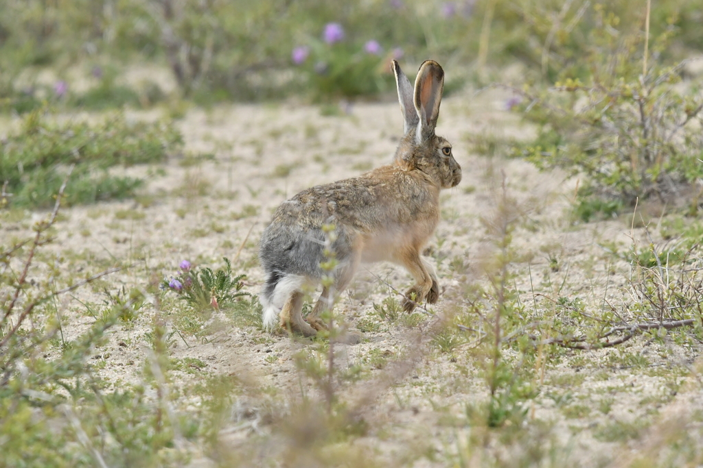 Woolly Hare from 中国青海省海南藏族自治州共和县 on June 3, 2020 at 04:34 PM by HUANG ...