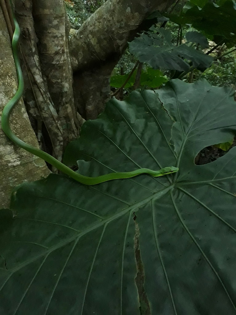Rein Snake in November 2020 by 曾昱承 Yu-Cheng Zeng · iNaturalist