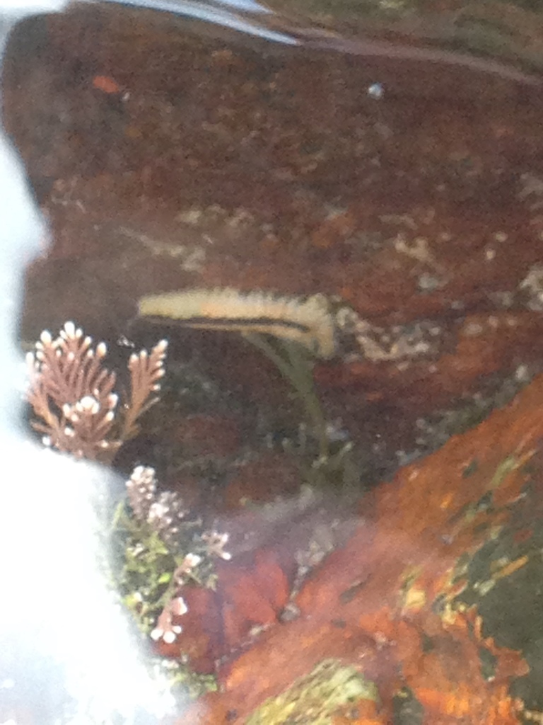 Polychaete Worms from Gulf of Maine, Bar Harbor, ME, US on November 21 ...