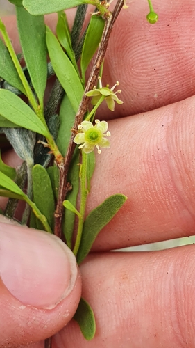 Maytenus cunninghamii · iNaturalist Ecuador