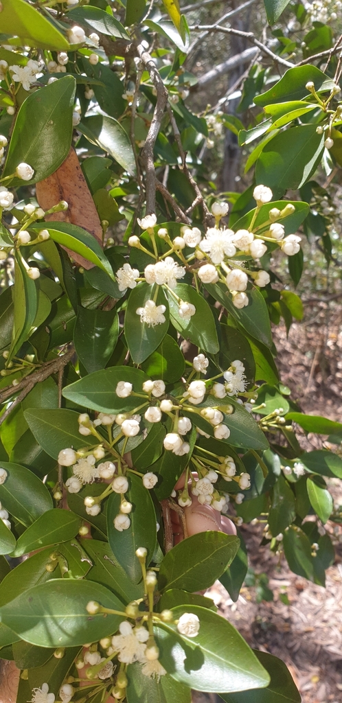 Angle-stemmed Myrtle in November 2020 by Reece Taverner. Now in full ...