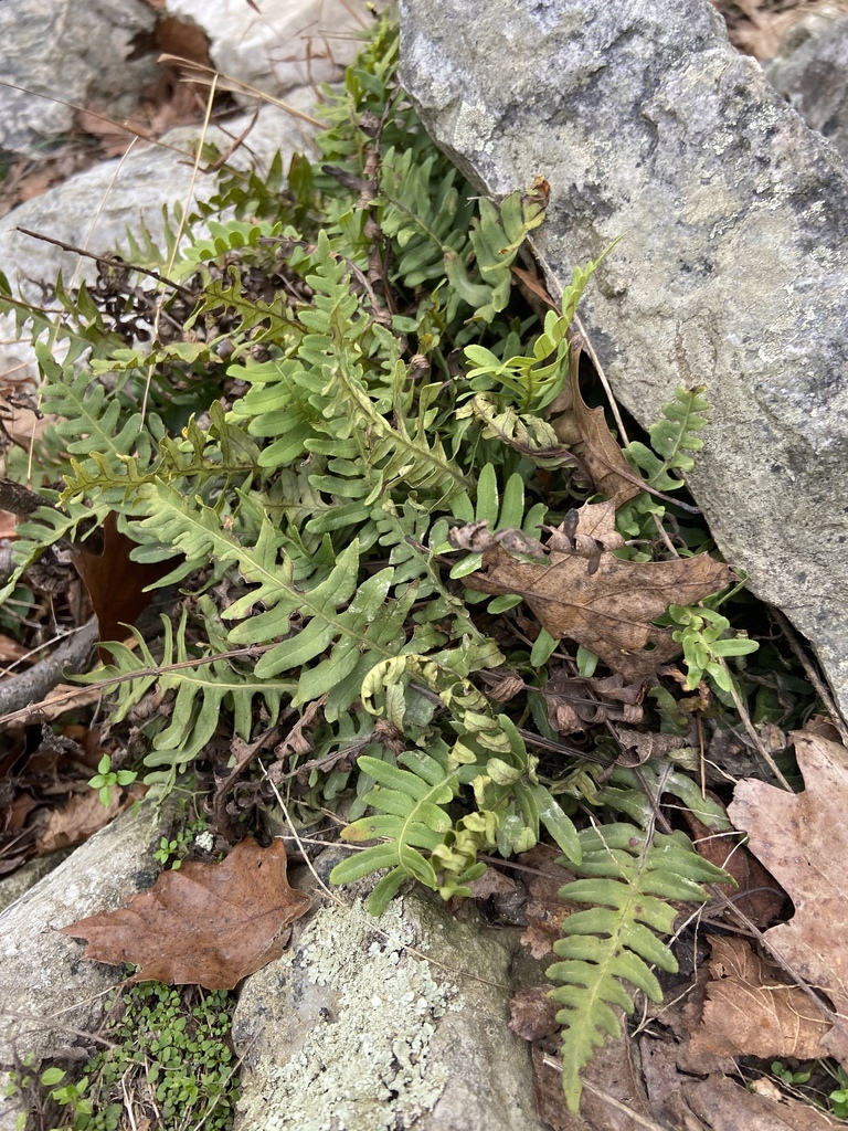 Appalachian rockcap fern from Kempton, PA, US on November 21, 2020 at ...