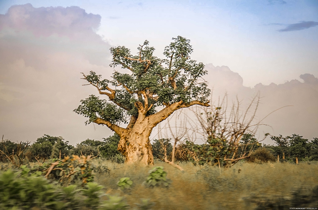 African baobab from Unnamed Road, Tanzania on July 19, 2016 at 08:12 PM ...