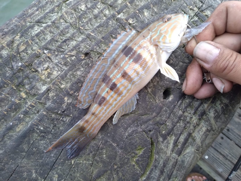 Sand Perch from Debidue Island, Murrells Inlet, SC, US on November 22 ...