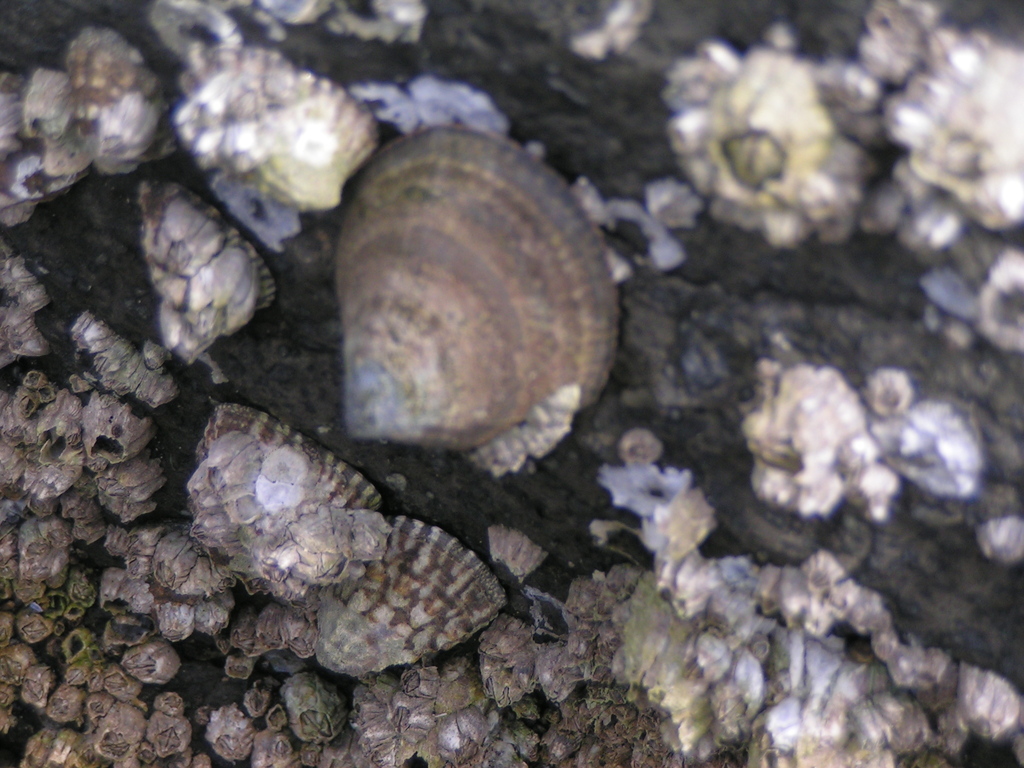 Lottiidae from Port Ludlow Bay, Wa on April 21, 2012 by Andy Jackowski ...