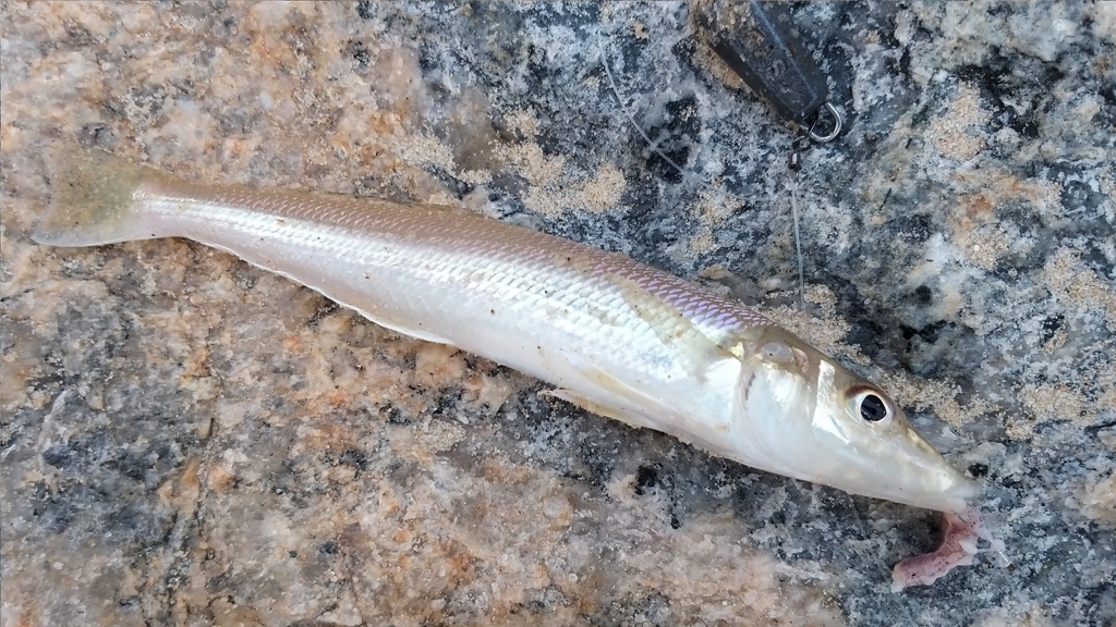 Another Name Whiting Fish Northern Whiting (Sillago Sihama)
