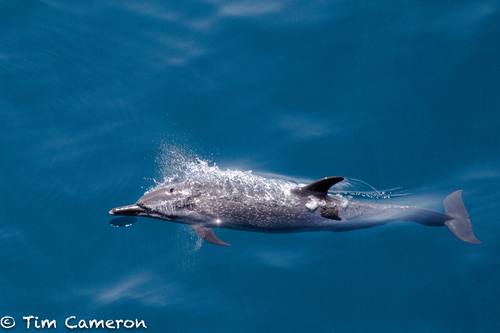 Delfín moteado (Stenella attenuata subsp. graffmani)