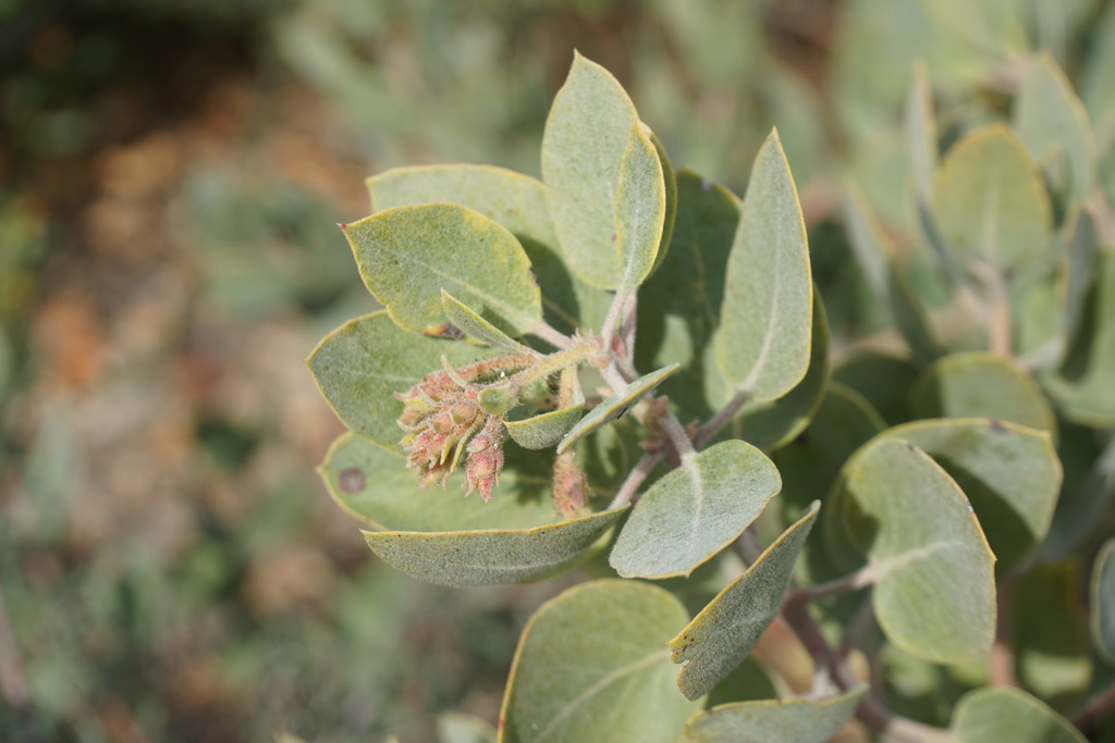 sonoma canescent manzanita in November 2020 by Len Mazur · iNaturalist