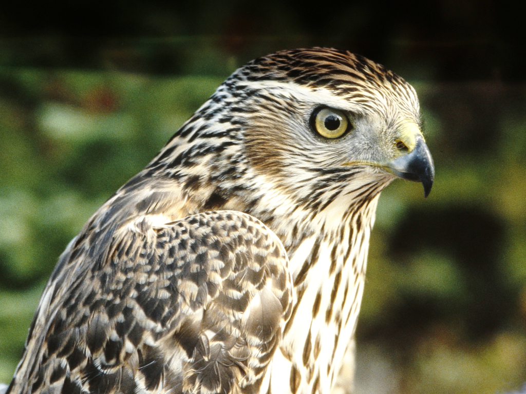 American Goshawk from Thunder Cape Bird Observatory, Thunder Bay County ...