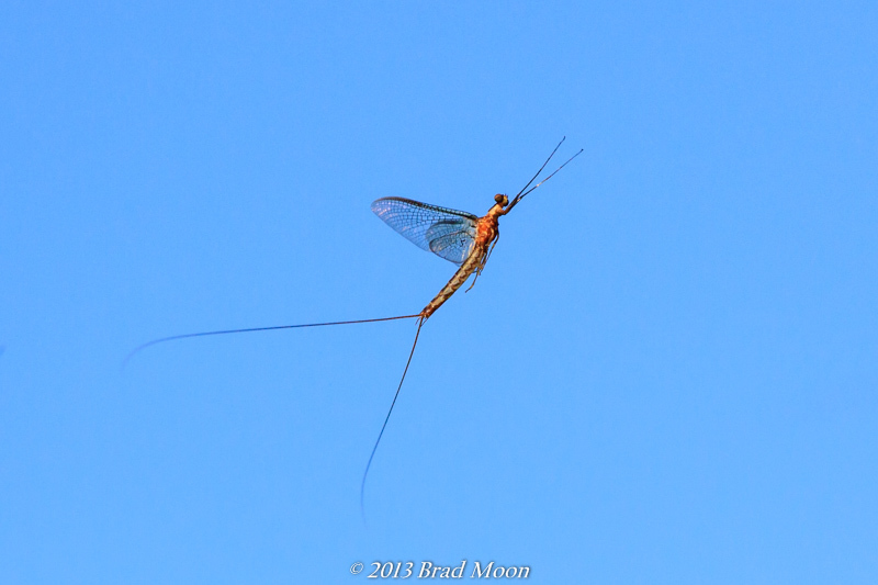 Giant Mayfly in June 2013 by Brad Moon · iNaturalist