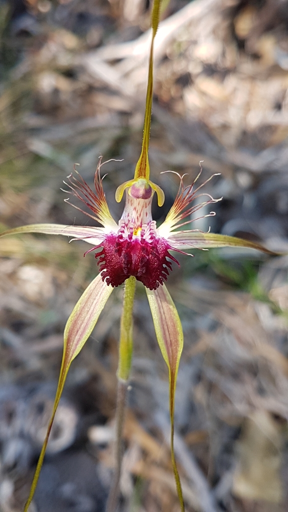 Grand spider orchid in September 2017 by rav · iNaturalist