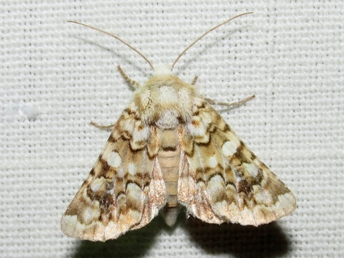 Hadena irregularis · Naturalista Costa Rica