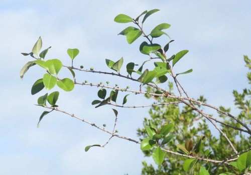 Sideroxylon americanum · iNaturalist