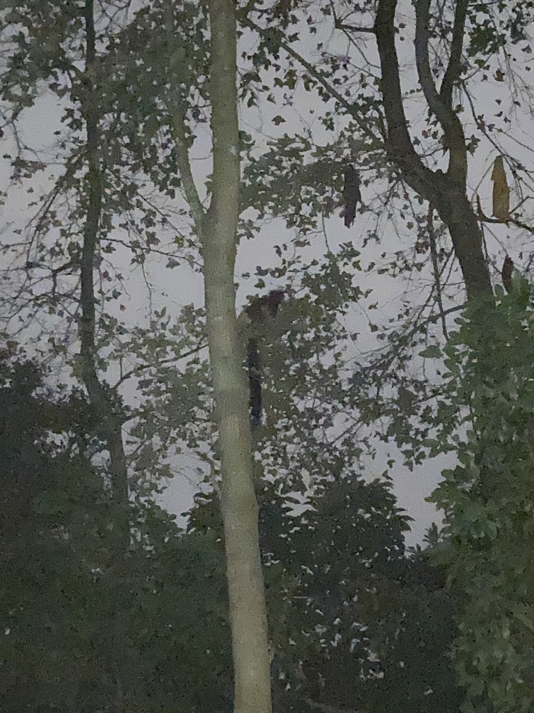 Taiwan Giant Flying Squirrel from 臥龍街188巷, 大安區, TW on November 24, 2020 ...
