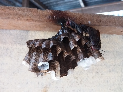 Observations by barthelemy · iNaturalist
