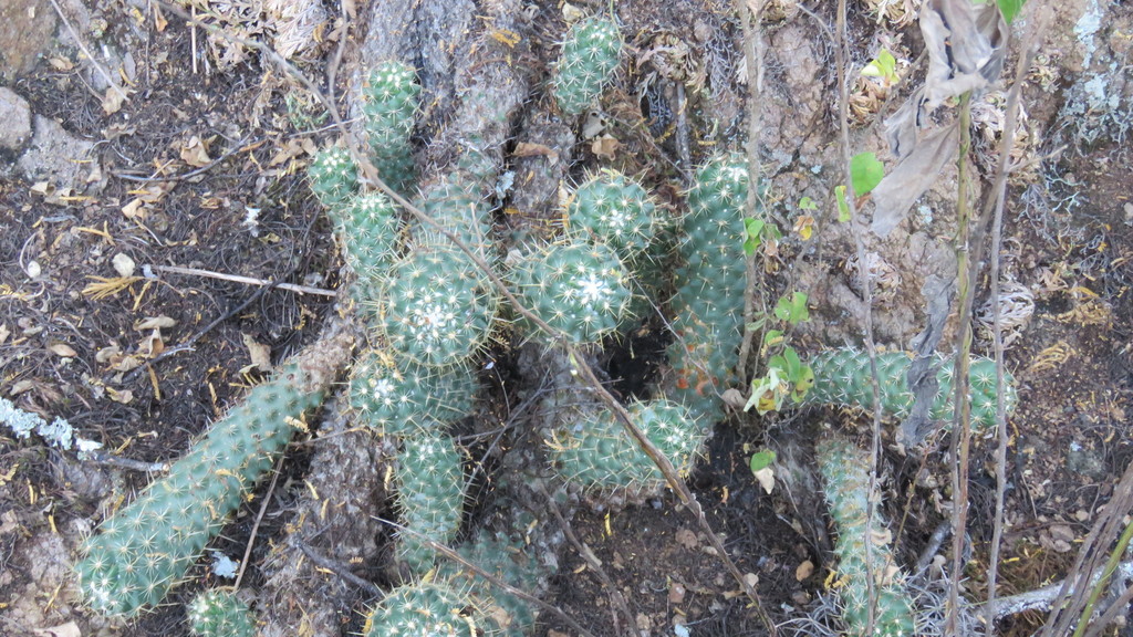 Coryphantha glassii from Xichú, Gto., México on October 28, 2020 at 09: ...