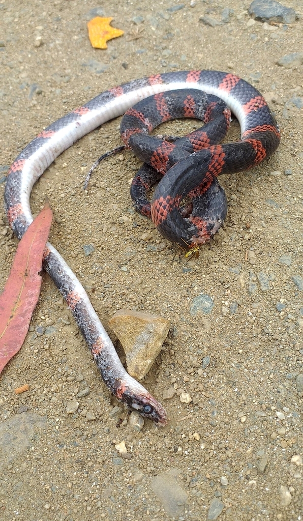 Forest Flame Snake from Marcabeli, Ecuador on November 24, 2020 at 03: ...