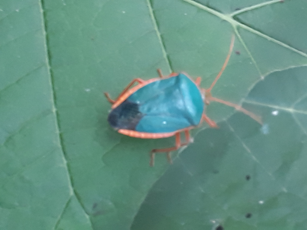 Red-bordered Stink Bug from Chinácota, North Santander, Colombia on ...