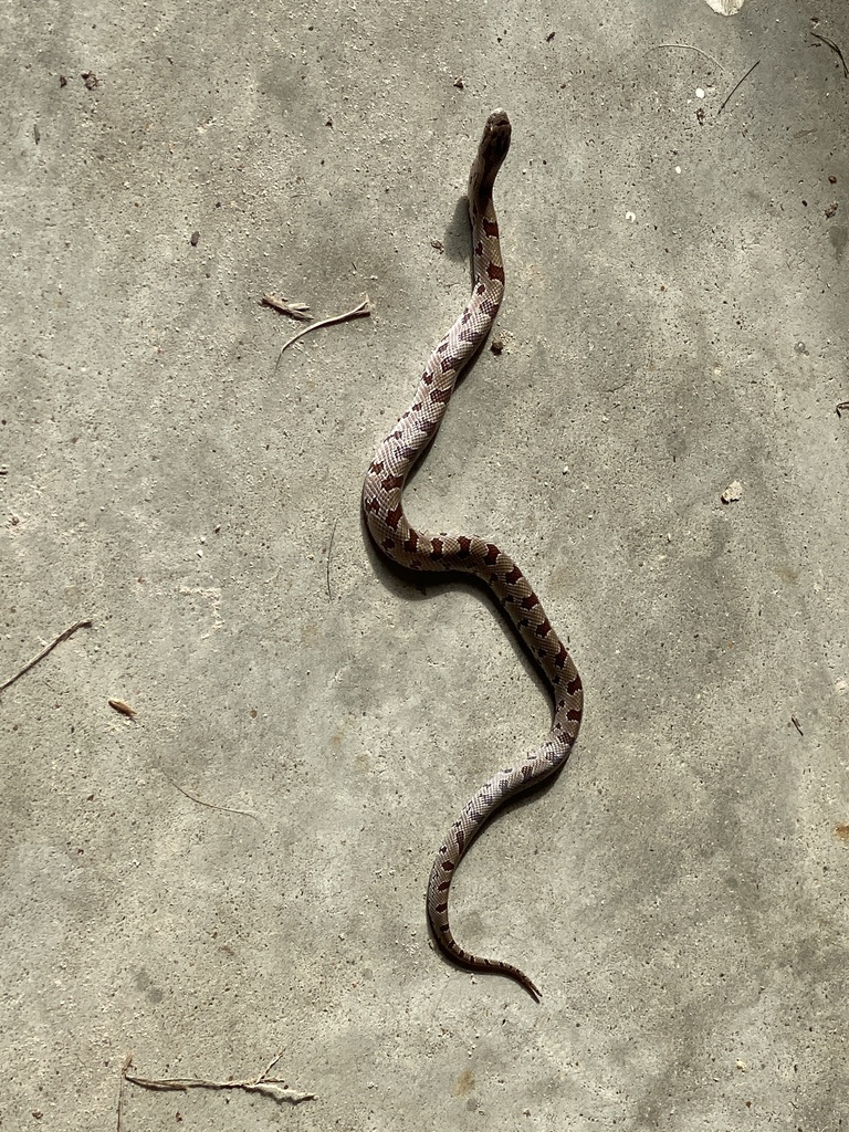 Prairie Kingsnake from Holly Hill Rd, Kountze, TX, US on November 25 ...