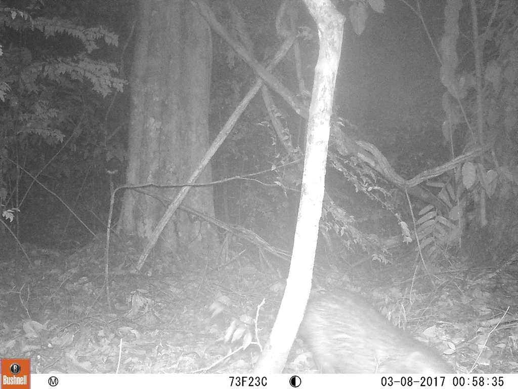 Greater Cane Rat from Mbini, Equatorial Guinea on March 7, 2017 at 07: ...