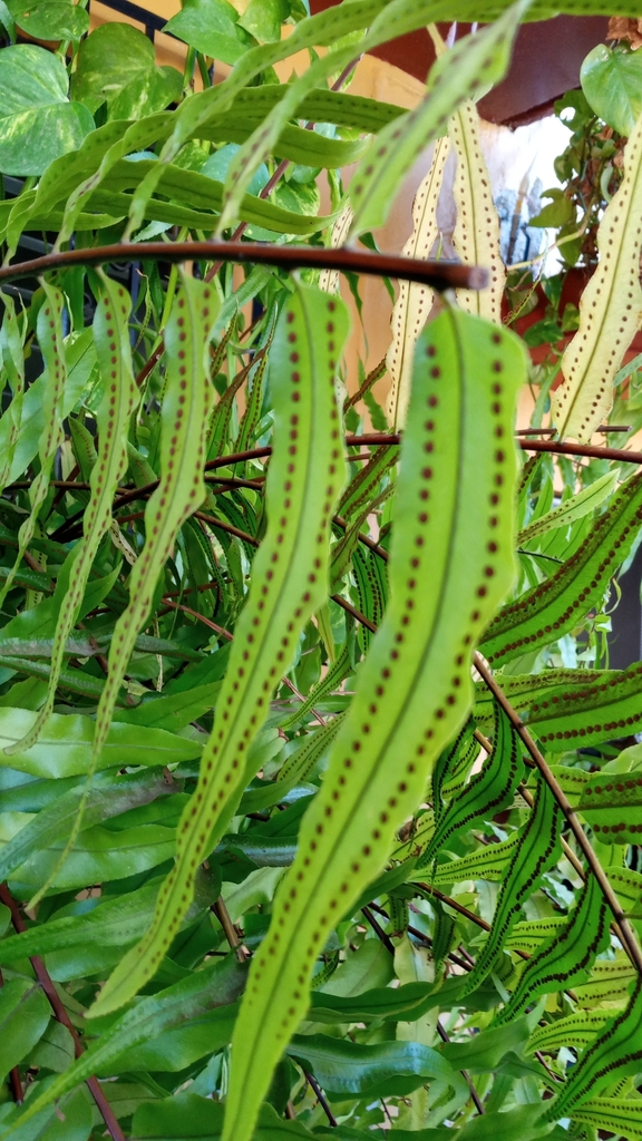 Broad Sword Fern from Pob Morelos, Oax., México on August 31, 2020 at ...