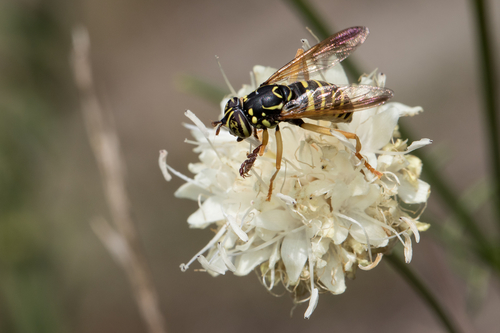 Spilomyia saltuum · iNaturalist