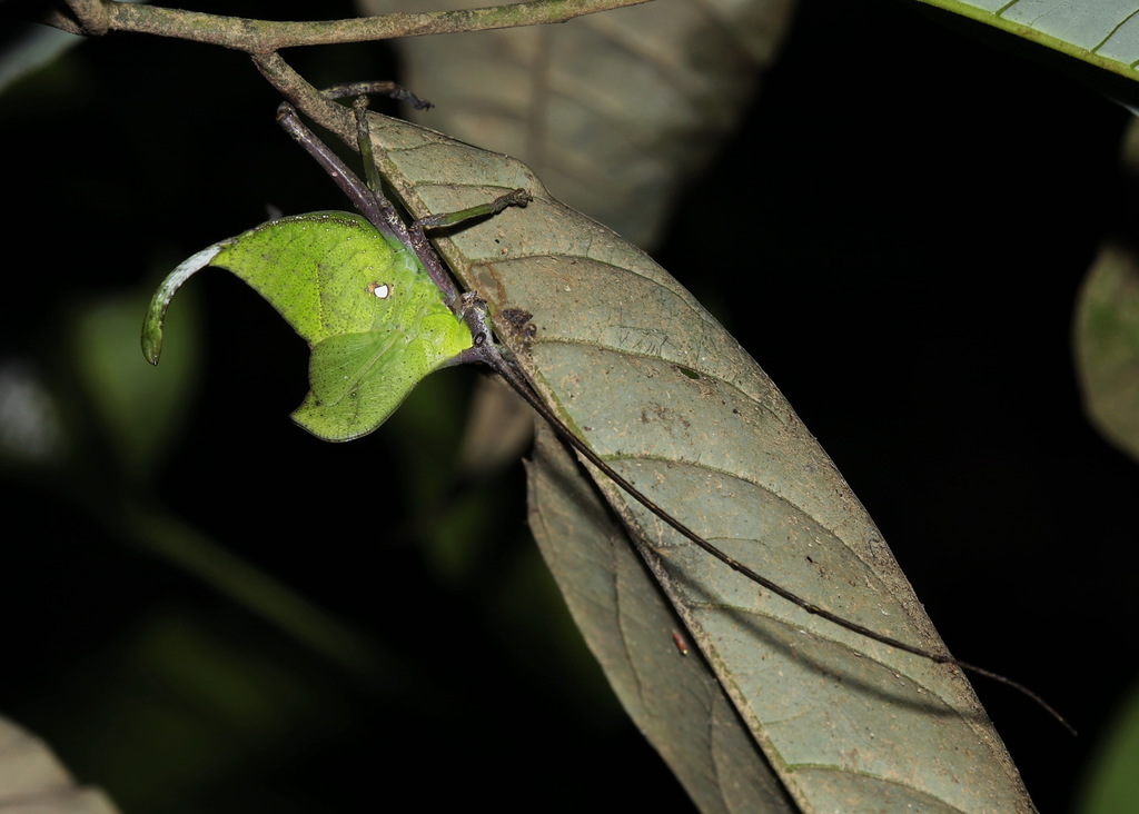 Neotropical Leaf Katydids from São Paulo de Olivença - State of ...