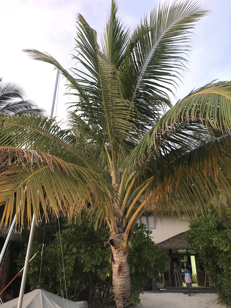 coconut palm from MV on November 27, 2020 at 06:03 PM by HB9SHD HAM ...