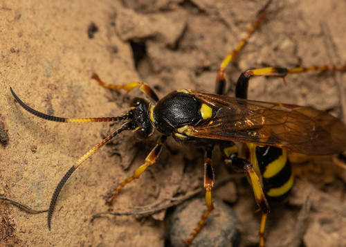 Yellow-striped Darwin Wasp (Ichneumon xanthorius) · iNaturalist United ...