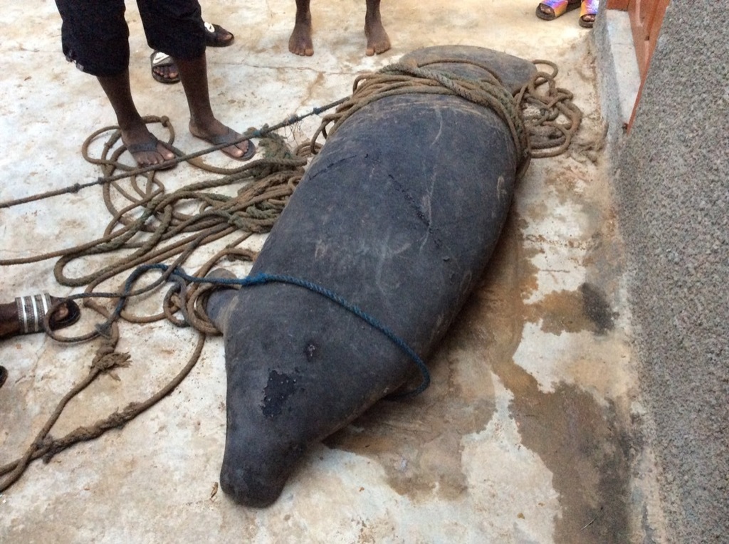African Manatee (Trichechus senegalensis) - Know Your Mammals