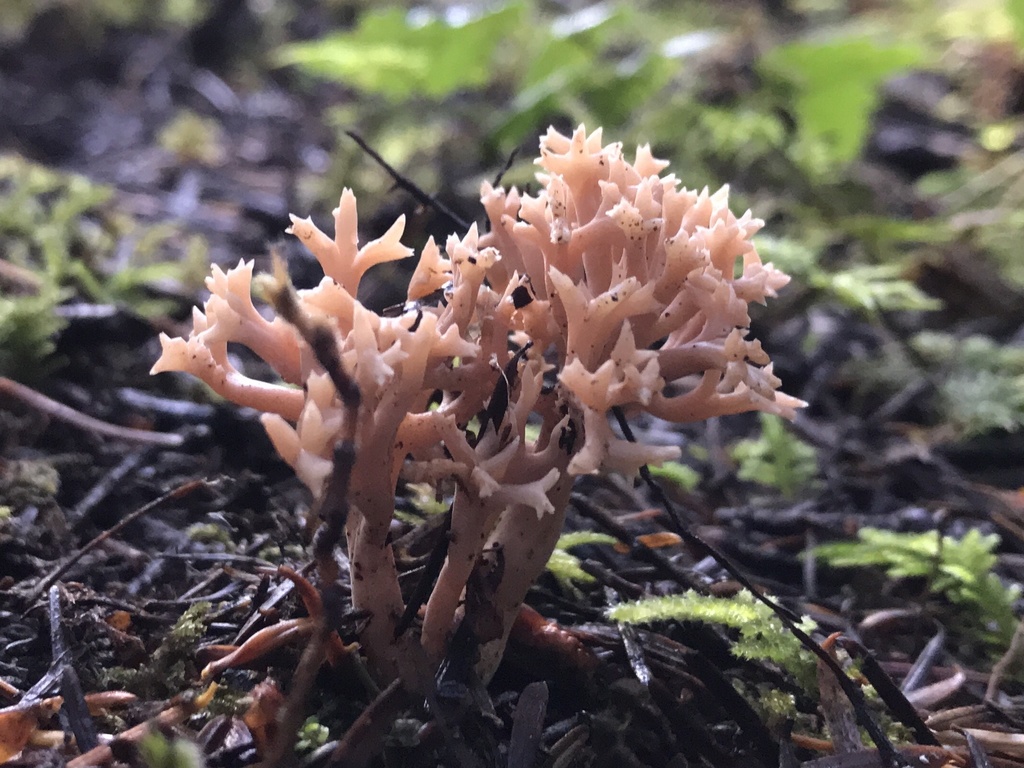 Ramaria rubella from Shelton, WA, US on November 26, 2020 at 04:33 PM ...