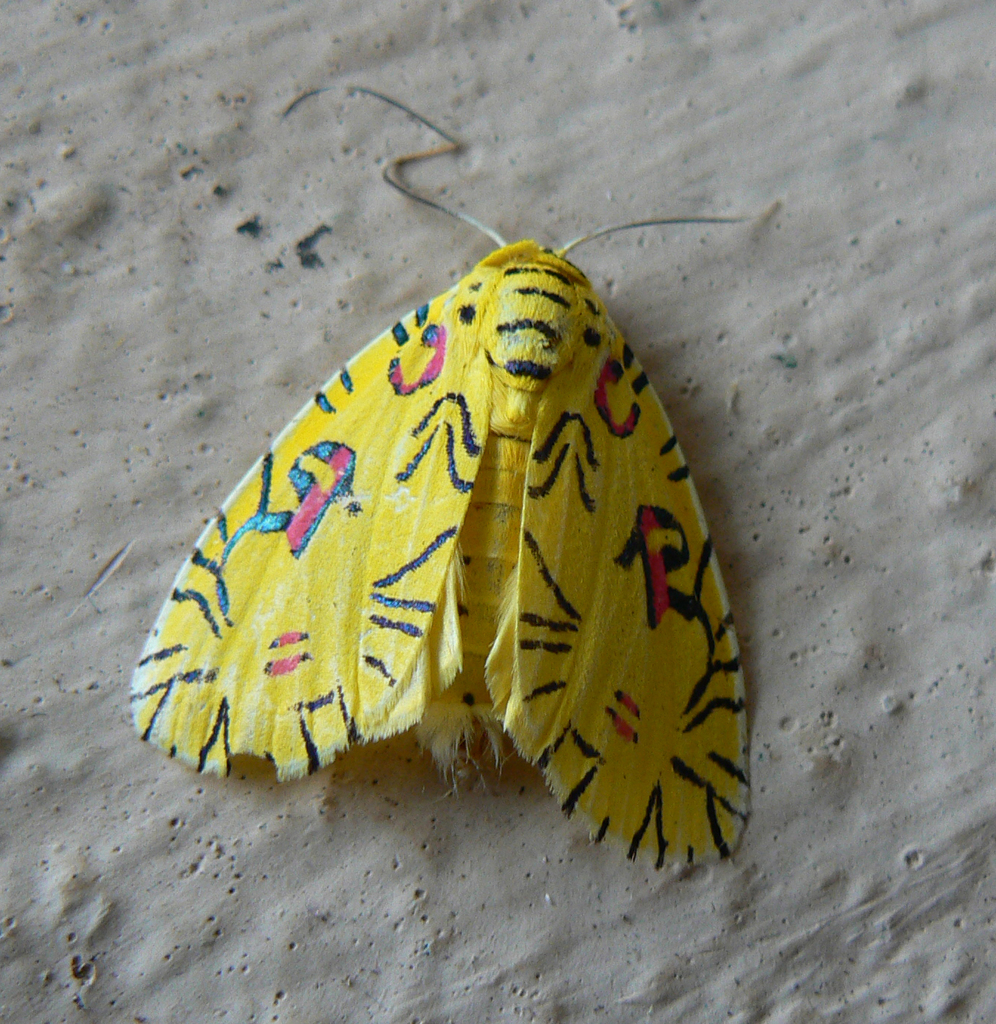 Pikachu Moth from Gola Office 1, Kenema, Sierra Leone on August 23 ...