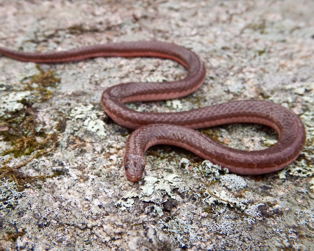 Eastern Worm Snake in November 2020 by Colby Baker · iNaturalist