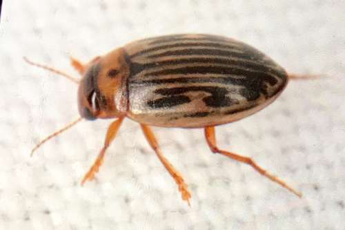 Hygrotus parallellogrammus · iNaturalist Mexico