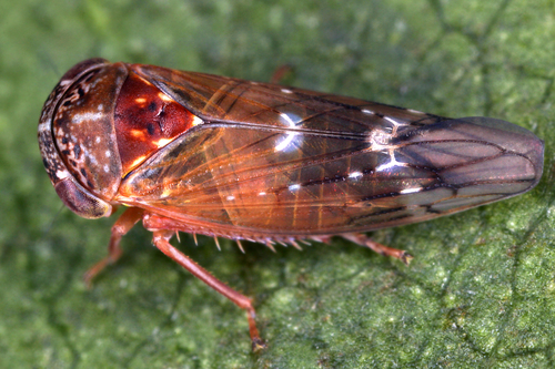 Metidiocerus rutilans · iNaturalist