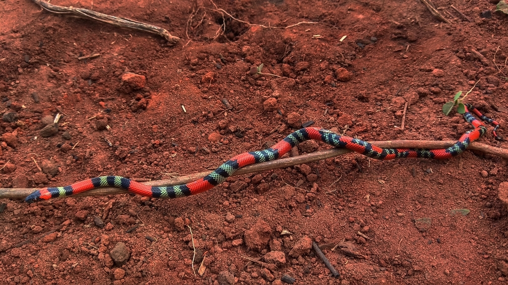 Brazilian False Coral Snake from Correntina - State of Bahia, 47650-000 ...