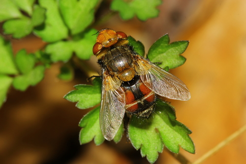 Gonia distinguenda · iNaturalist Ecuador