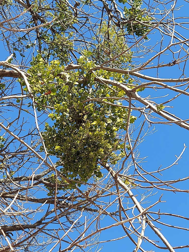 American Mistletoe from Lake Texoma on December 31, 1969 at 06:00 PM by ...