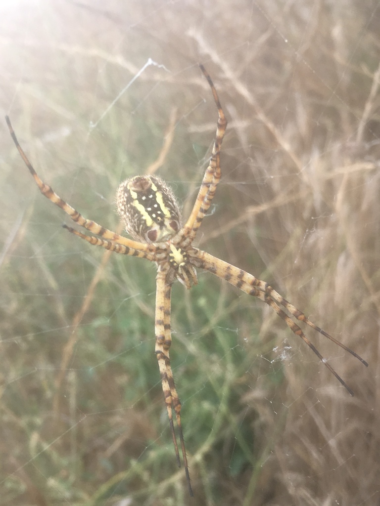 Banded Garden Spider from Skyline Fire Road 2, Hacienda Heights, CA, US ...