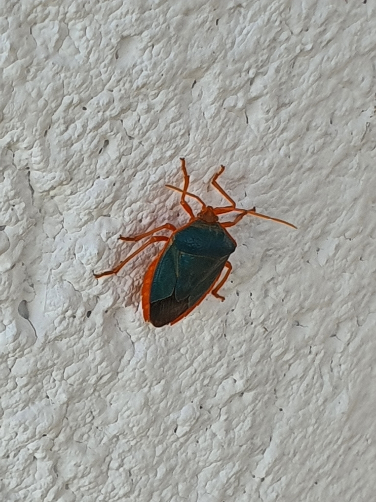 Red-bordered Stink Bug from Yucatán on November 21, 2020 at 12:01 PM by ...